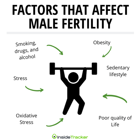 Factors that Affect Male Fertility—and that Standard Tests Might Miss