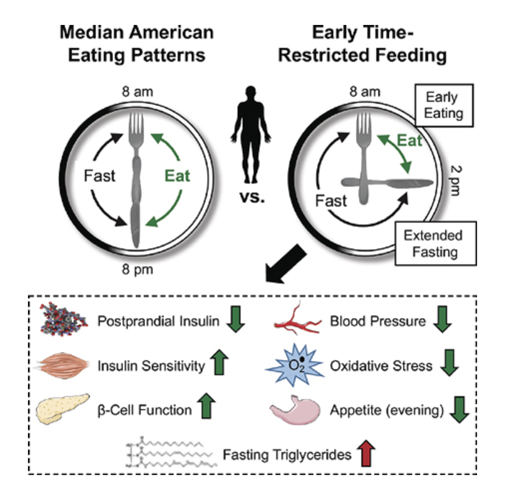 How Intermittent Fasting Impacts Longevity: A Summary of the Research