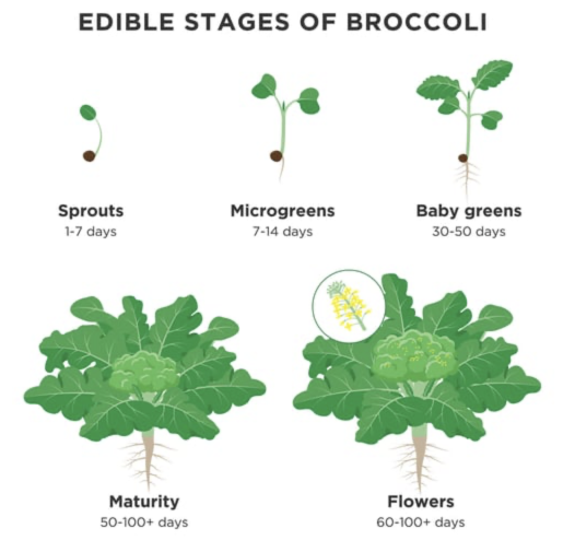 Broccoli Sprouts: How This Cancer-Fighting Food Promotes Longevity
