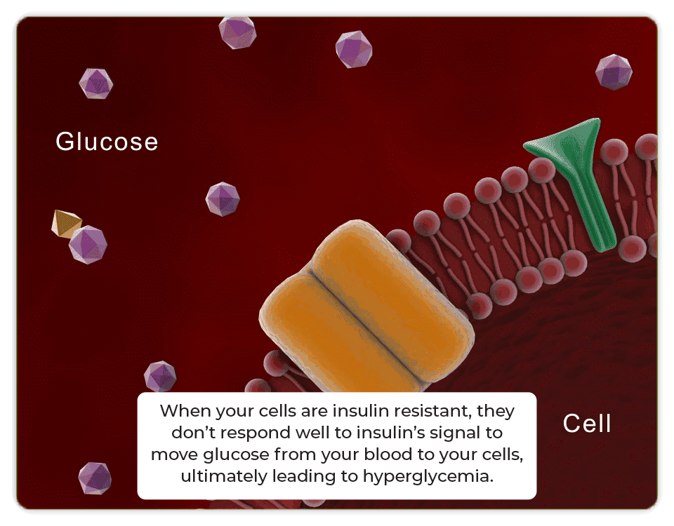 Why Insulin Is A Key to Metabolism and Healthspan