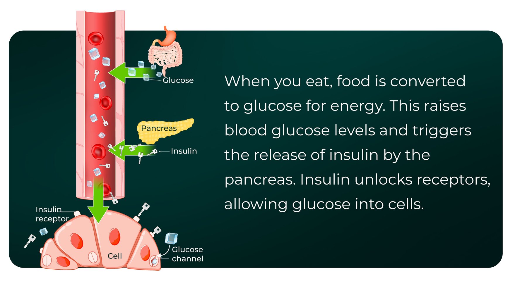 What You Should Know About GLP-1 Agonist Drugs